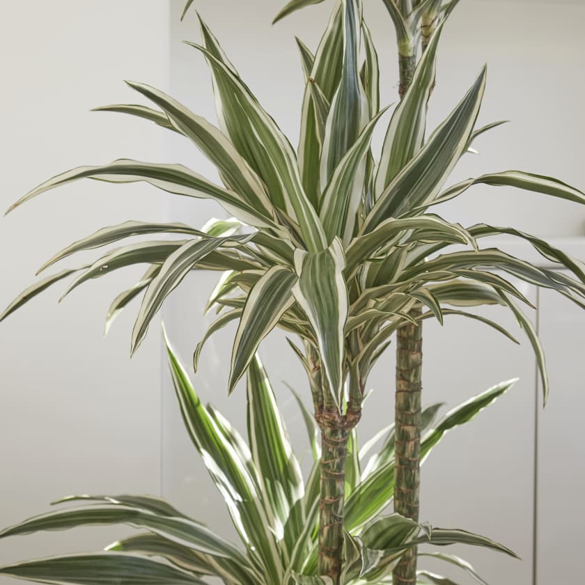 Corn Plant — Plants | Patch Corn Plant — Plants | Patch