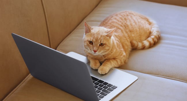 Cat sends owner’s resignation letter, leaves her jobless - Performance ...