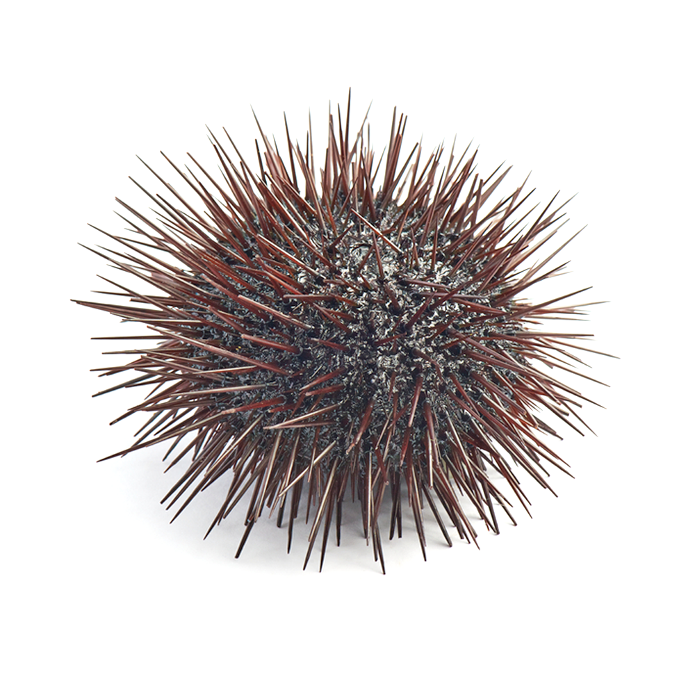 Sea Urchin Shellfish Allergy