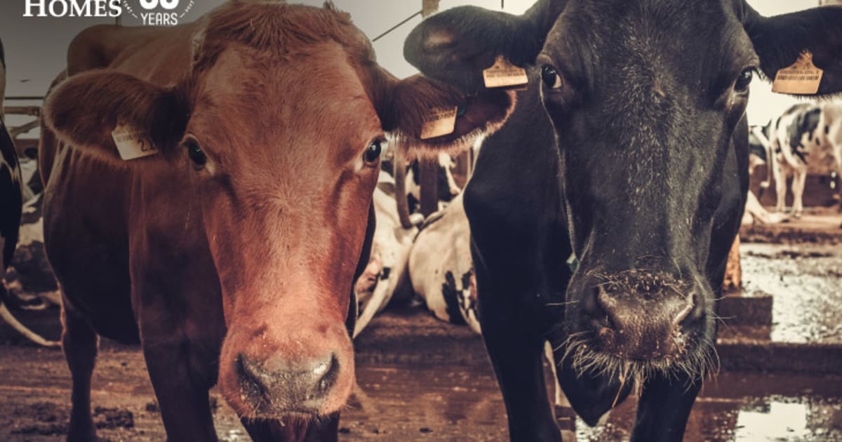 Deep-Fried Texas: A Guide to the State Fair of Texas | Blog | Perry Homes