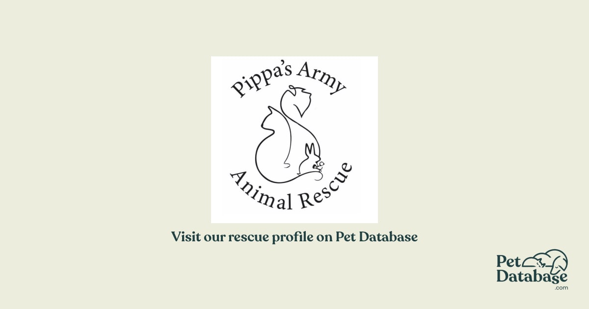 Pippa's Army Animal Rescue , pet rescue and adoption | petdatabase.com