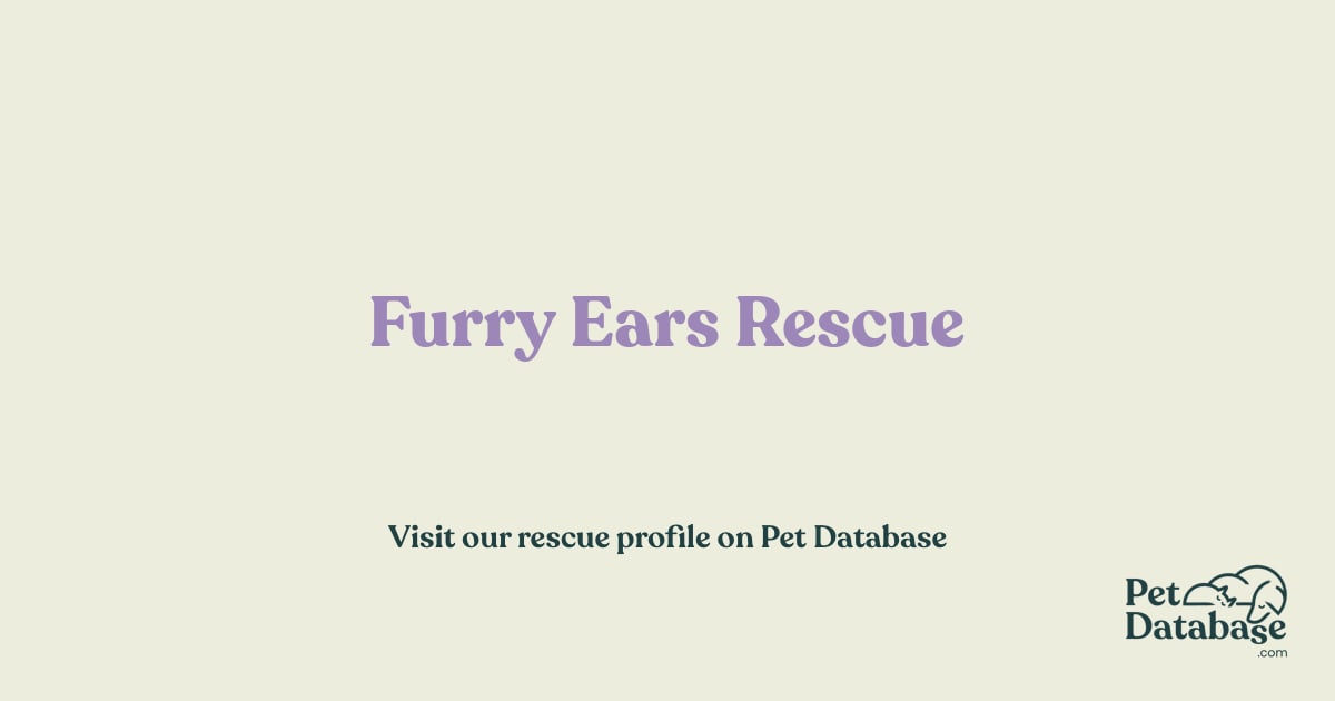 Furry Ears Rescue, pet rescue and adoption | petdatabase.com