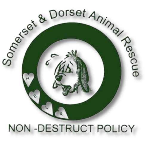 Georgia — Somerset & Dorset Animal Rescue | petdatabase.com