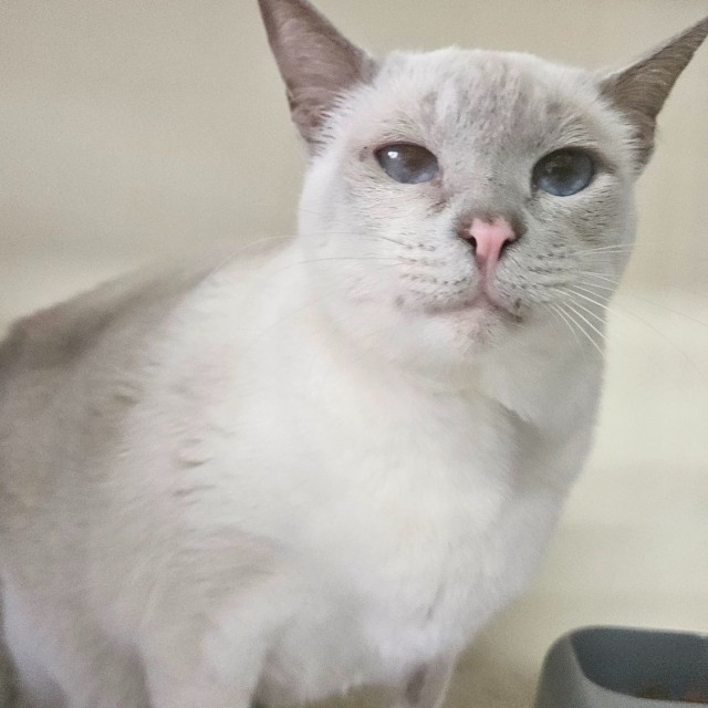 Tuppy - Female Siamese Cat | Petregister