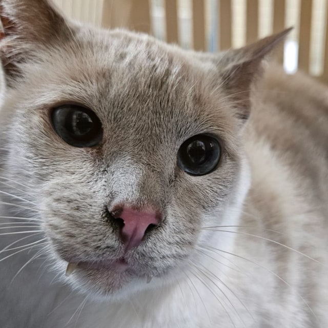 Tuppy - Female Siamese Cat | Petregister