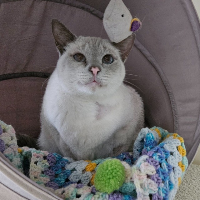 Tuppy - Female Siamese Cat | Petregister