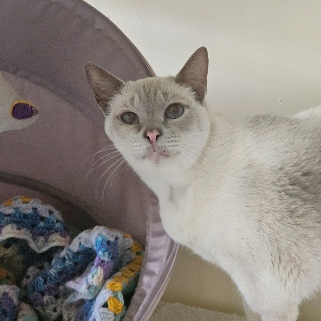 Tuppy - Female Siamese Cat | Petregister