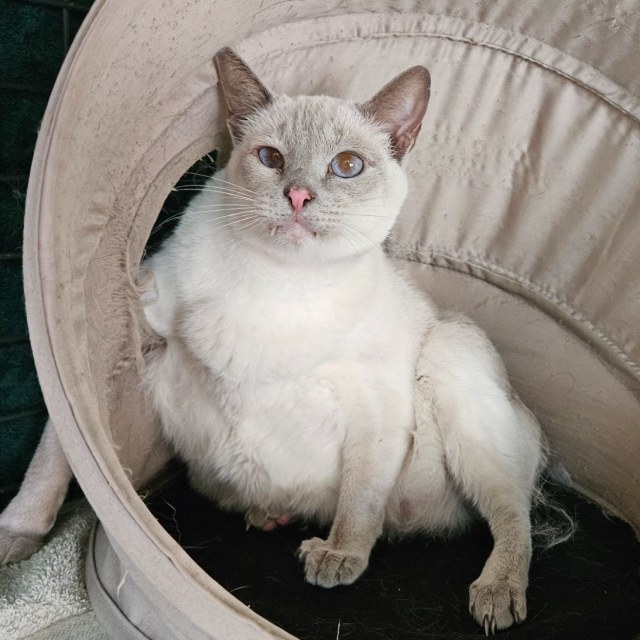 Tuppy - Female Siamese Cat | Petregister