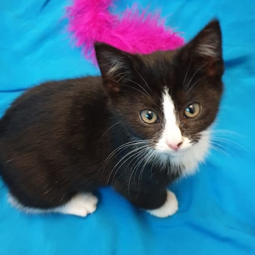 Search Rescue Cats and Kittens - PetRescue