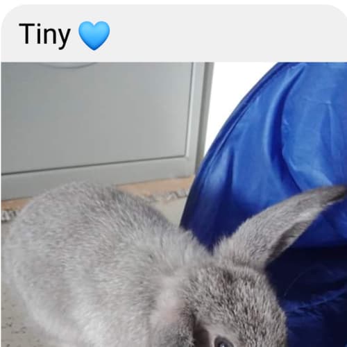 Search Rescue Pets - PetRescue