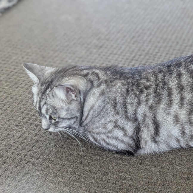 Tabitha - Male Domestic Short Hair (DSH) Cat in NSW - PetRescue