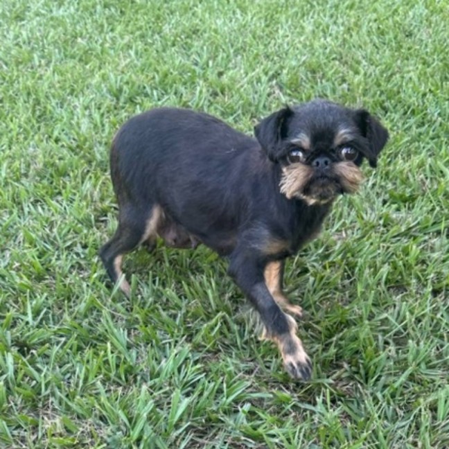 Penny - Small Female Griffon Bruxellois (Brussels Griffon) Dog in QLD ...