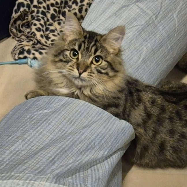 Wookie - Located in Preston - Male Domestic Short Hair (DSH) Cat in VIC ...