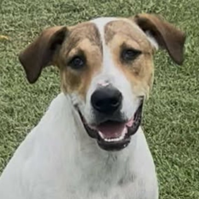 Gypsy - Medium Female Bull Arab Mix Dog in QLD - PetRescue