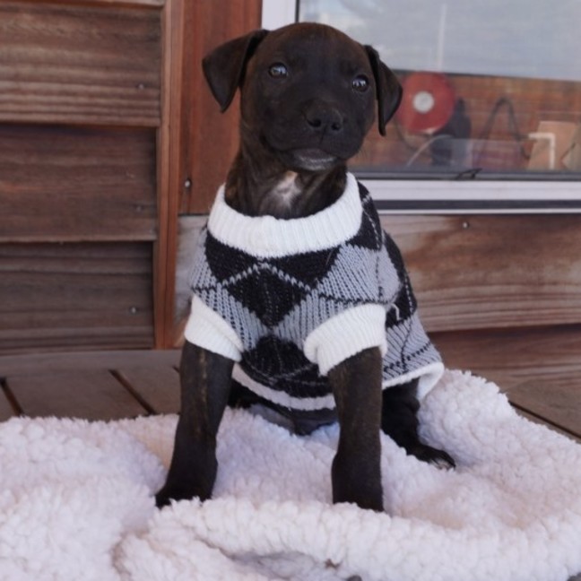 Augustus - Medium Male Mixed Dog in WA - PetRescue