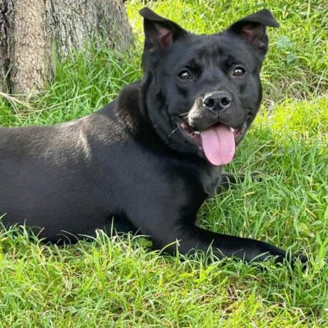 Spencer - Medium Male Australian Cattle Dog Mix Dog in NSW - PetRescue