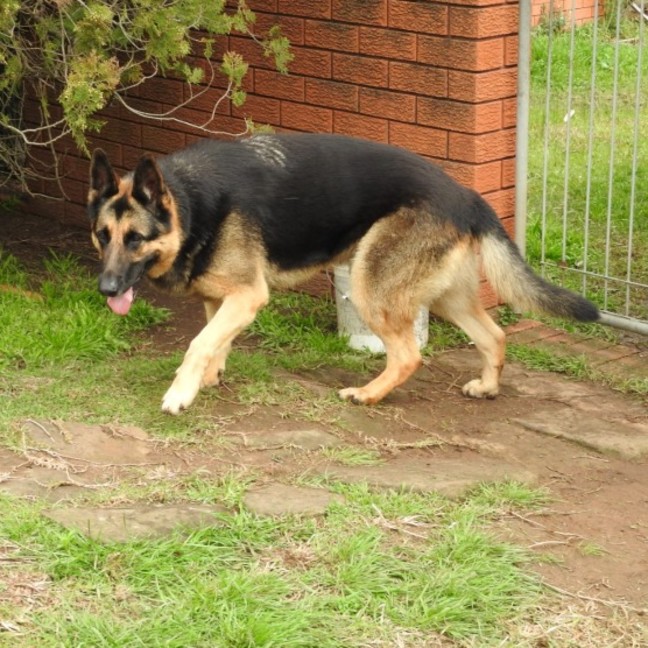 Champion - Large Male German Shepherd Dog in NSW - PetRescue