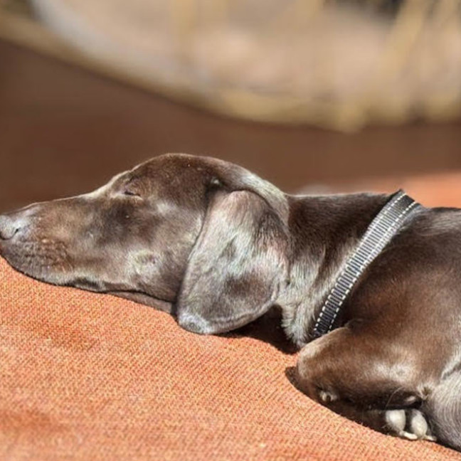 Sebastian - Small Male Dachshund (Miniature Smooth Haired) Dog in QLD ...