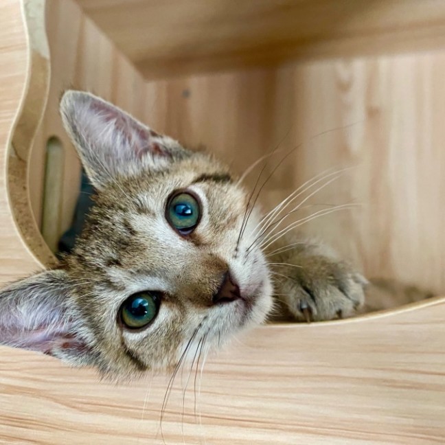 Splash and Shiny - Male Domestic Short Hair (DSH) Cat in NSW - PetRescue