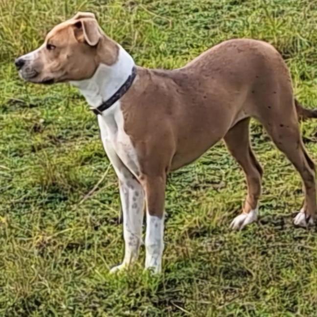 Pippa - Medium Female Bull Arab Mix Dog in QLD - PetRescue