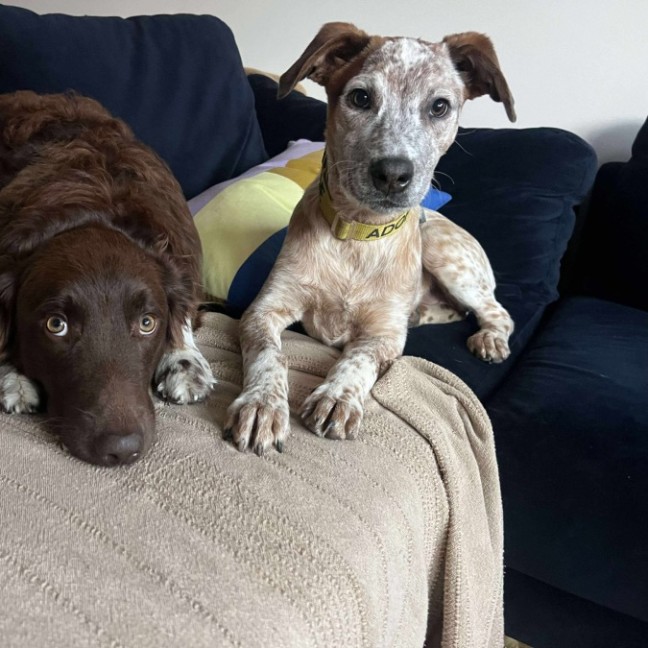 Mason - Medium Male Australian Cattle Dog Dog in VIC - PetRescue
