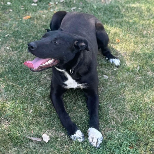 Blake - Large Male Greyhound x Mixed Breed Mix Dog in NSW - PetRescue