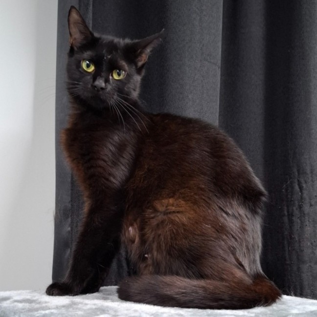 Quinn - Female Domestic Short Hair (DSH) Cat in VIC - PetRescue