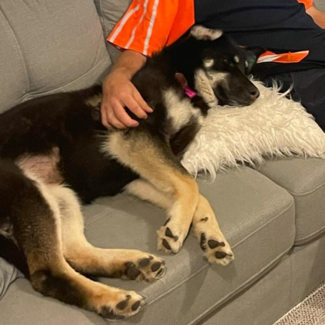 Quartz - Large Female German Shepherd Dog x Siberian Husky Dog in VIC ...