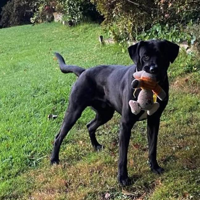 Loki - Large Male Labrador Retriever x American Bulldog Dog in VIC ...