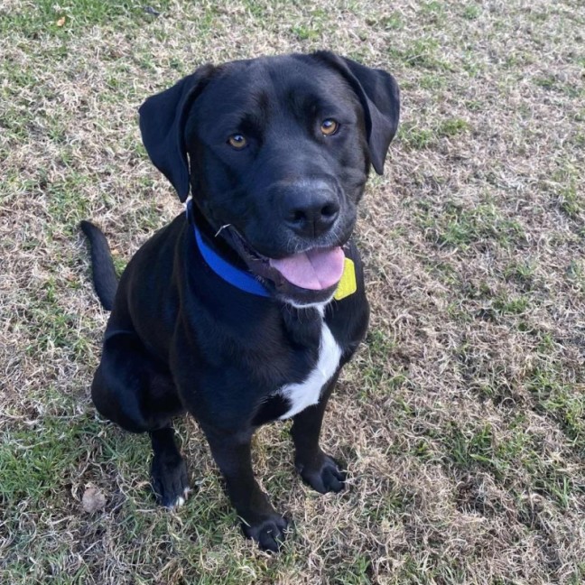 Loki - Large Male Labrador Retriever x American Bulldog Dog in VIC ...