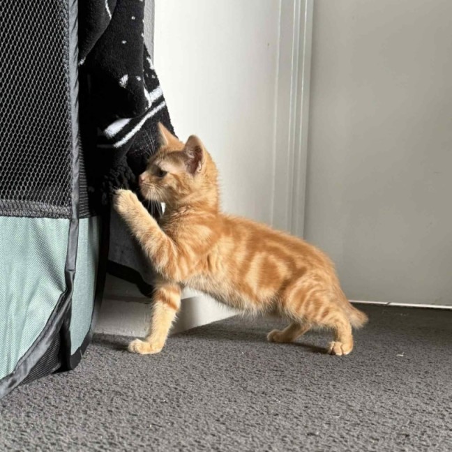Derryn - Male Domestic Short Hair (DSH) Cat in VIC - PetRescue