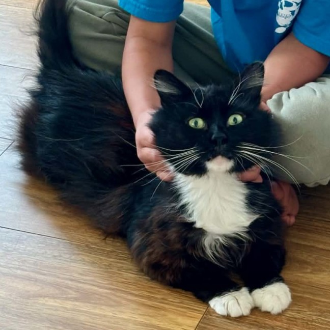 Mario *9 Lives Project Rescue* - Male Domestic Short Hair (DSH) Cat in ...