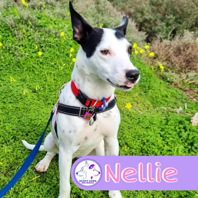 Nellie - Medium Female Australian Cattle Dog Mix Dog in SA - PetRescue