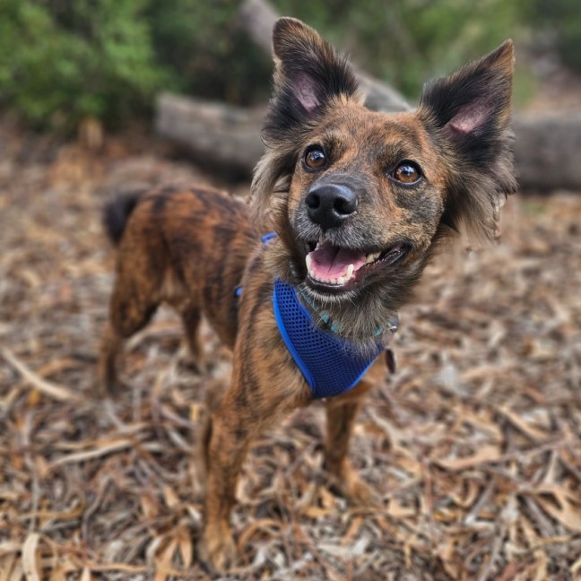 Scamper - Small Male Jack Russell Terrier Mix Dog in VIC - PetRescue