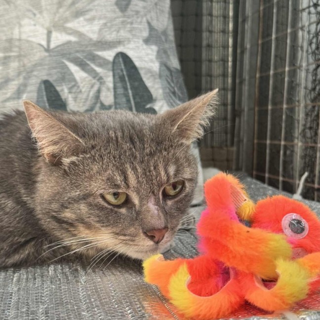 Bernie the 2nd **2nd Chance Cat Rescue** - Male Domestic Short Hair ...