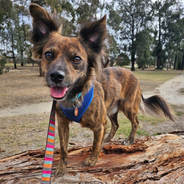 Scamper - Small Male Jack Russell Terrier Mix Dog in VIC - PetRescue