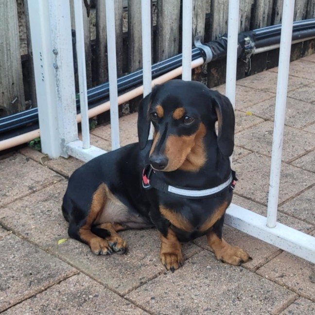 Golly Miss Molly - Small Female Dachshund (Miniature Smooth Haired) Dog ...