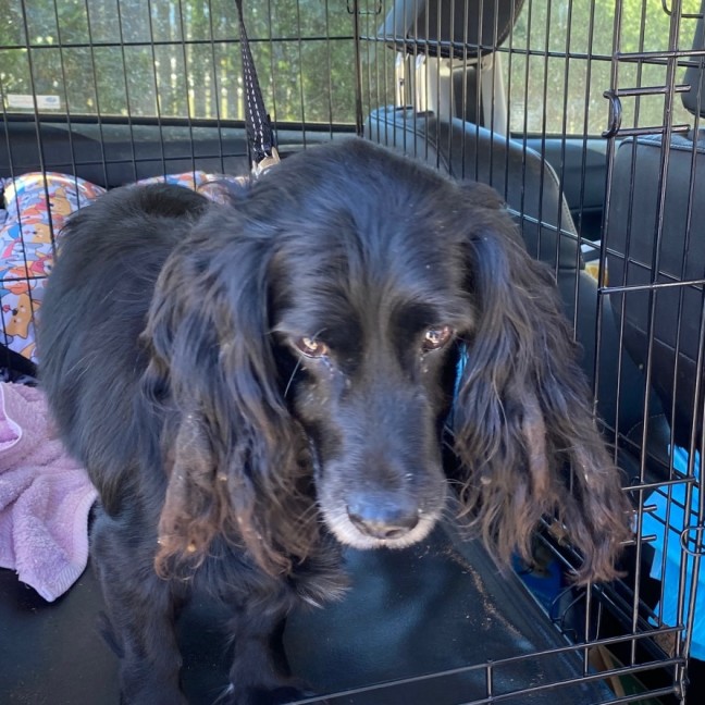 Braxton - Small Male Cocker Spaniel Mix Dog in QLD - PetRescue