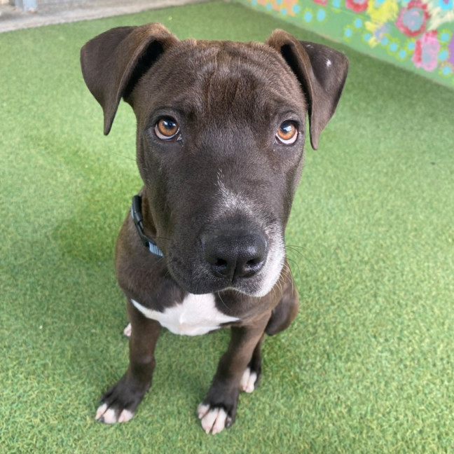 D1147 Hendrix - Medium Male American Staffordshire Terrier Mix Dog in NSW - PetRescue