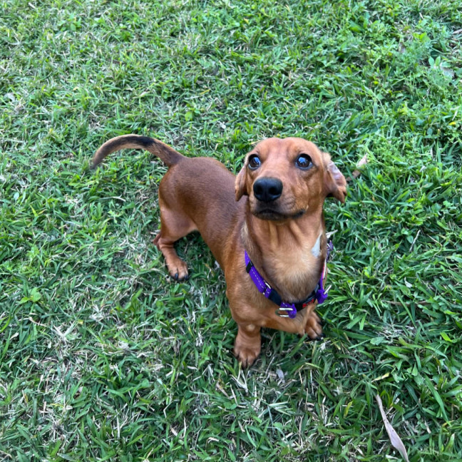 Badger and Chance - Small Male Dachshund (Miniature Smooth Haired) Dog ...