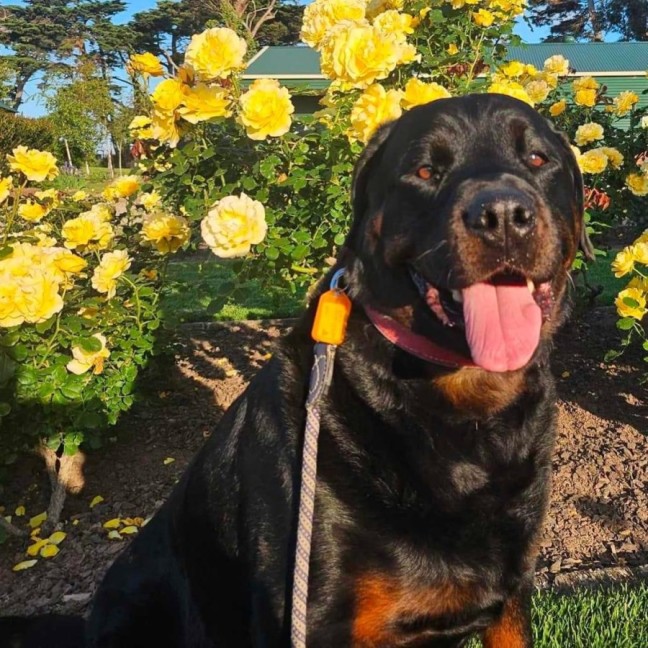 Rapidash - Large Male Rottweiler x Labrador Retriever Mix Dog in VIC ...