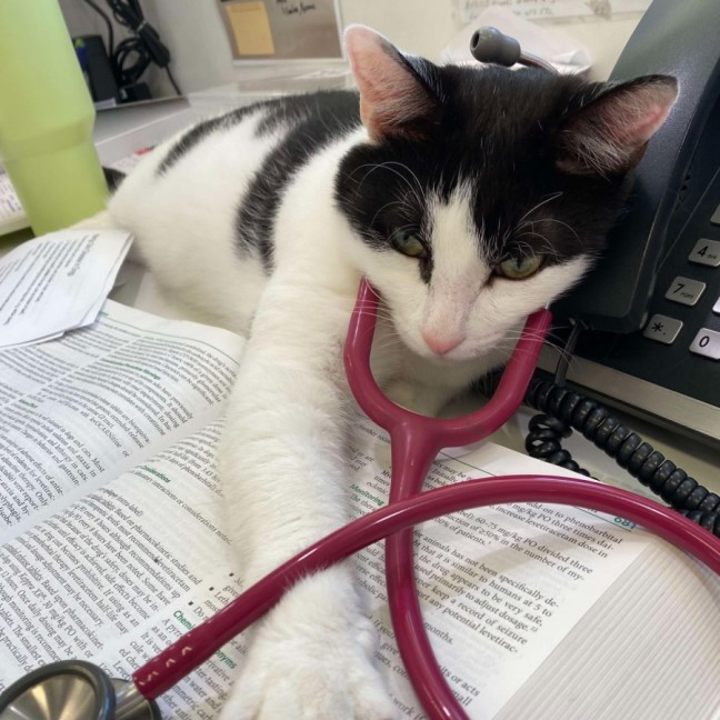 Flicker - Male Domestic Short Hair (DSH) Cat in QLD - PetRescue