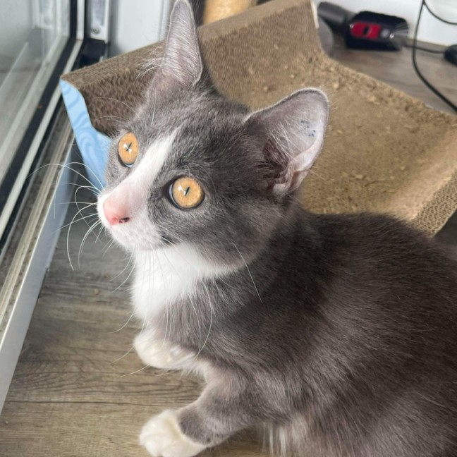 Grayson - Male Domestic Medium Hair (DMH) Cat in QLD - PetRescue