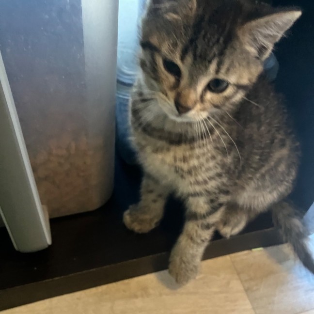 Tigger - Male Domestic Medium Hair (DMH) Cat in VIC - PetRescue