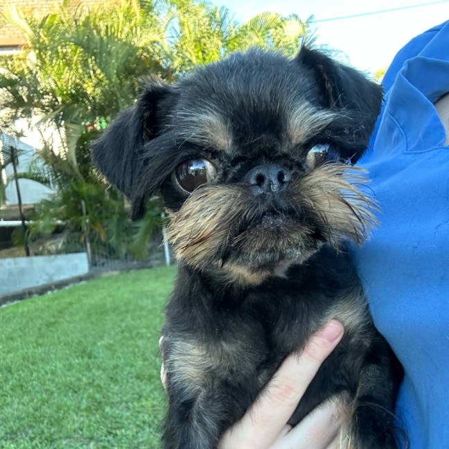 Penny - Small Female Griffon Bruxellois (Brussels Griffon) Dog in QLD ...