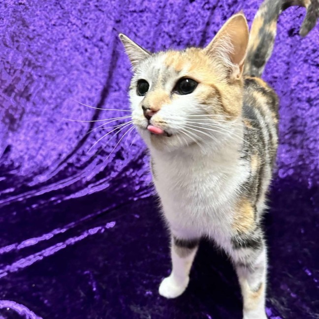 Caramilk - Female Domestic Short Hair (DSH) Cat in VIC - PetRescue