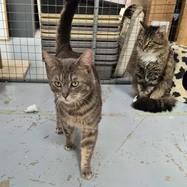 Bernie the 2nd **2nd Chance Cat Rescue** - Male Domestic Short Hair ...