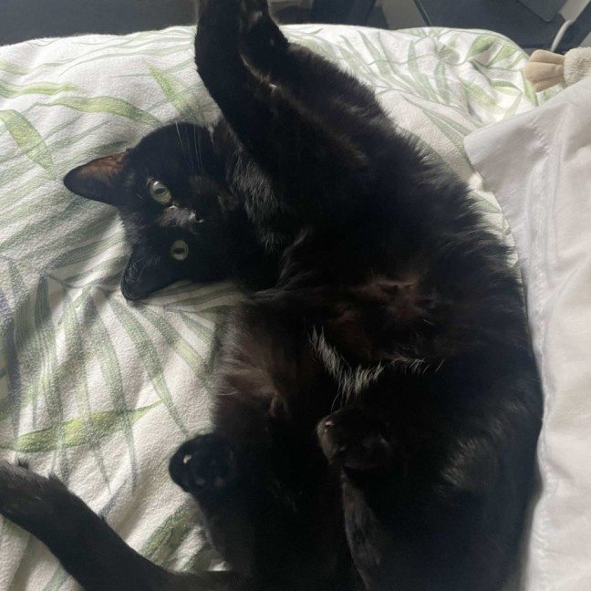 Pepper - Female Domestic Short Hair (DSH) Cat in VIC - PetRescue