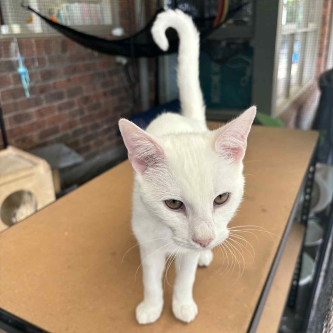 Beluga - Male Domestic Short Hair (DSH) Cat in VIC - PetRescue