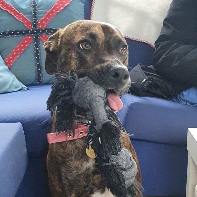 Topaz - Medium Female Staffordshire Bull Terrier Mix Dog in VIC - PetRescue